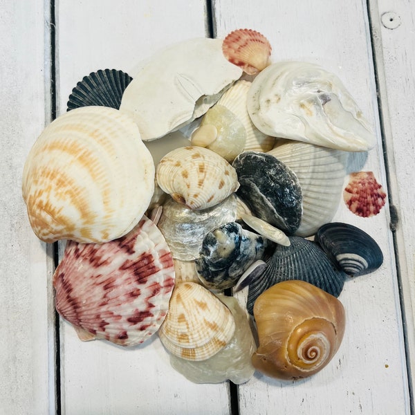 Bulk Seashells - Etsy