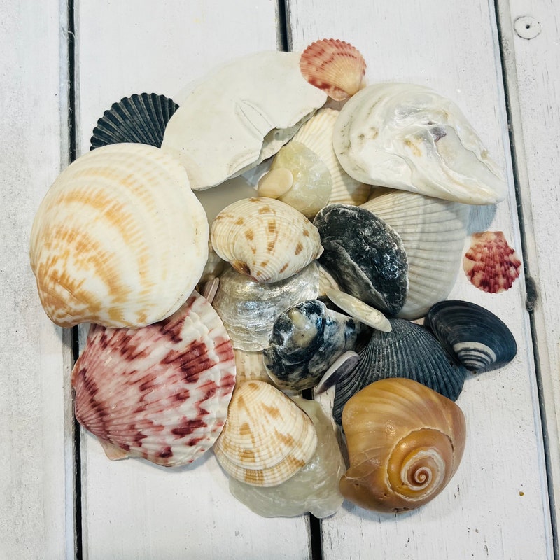 Bulk Seashells - Etsy