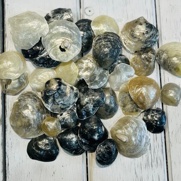Bulk Seashells - Etsy
