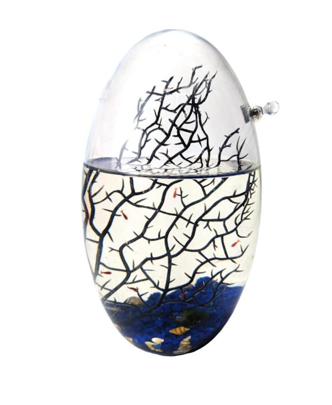 Large Shrimp Ecosphere - Closed Aquatic Ecosystem (oval, Glass, Blue ...