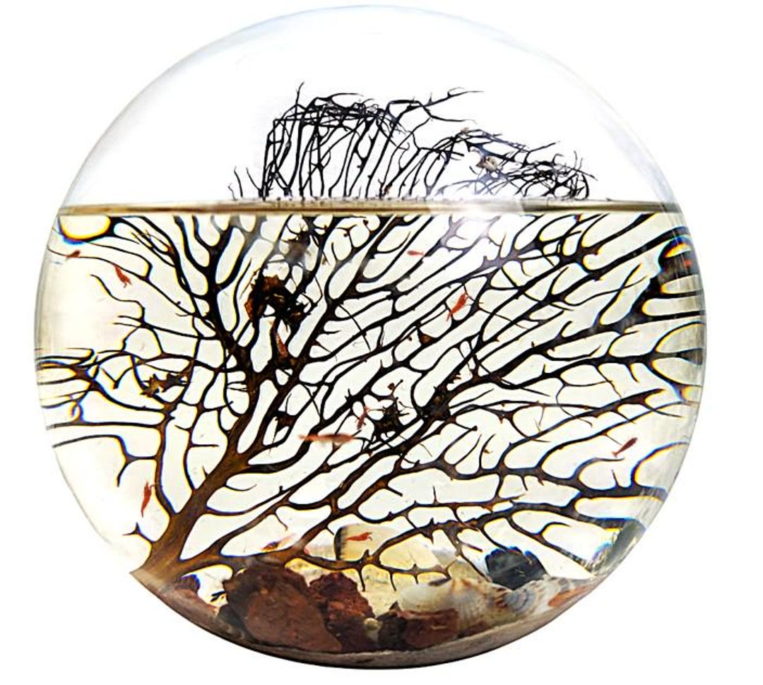 Extra Large Shrimp Ecosphere - Closed Aquatic Ecosystem (glass, Natural ...