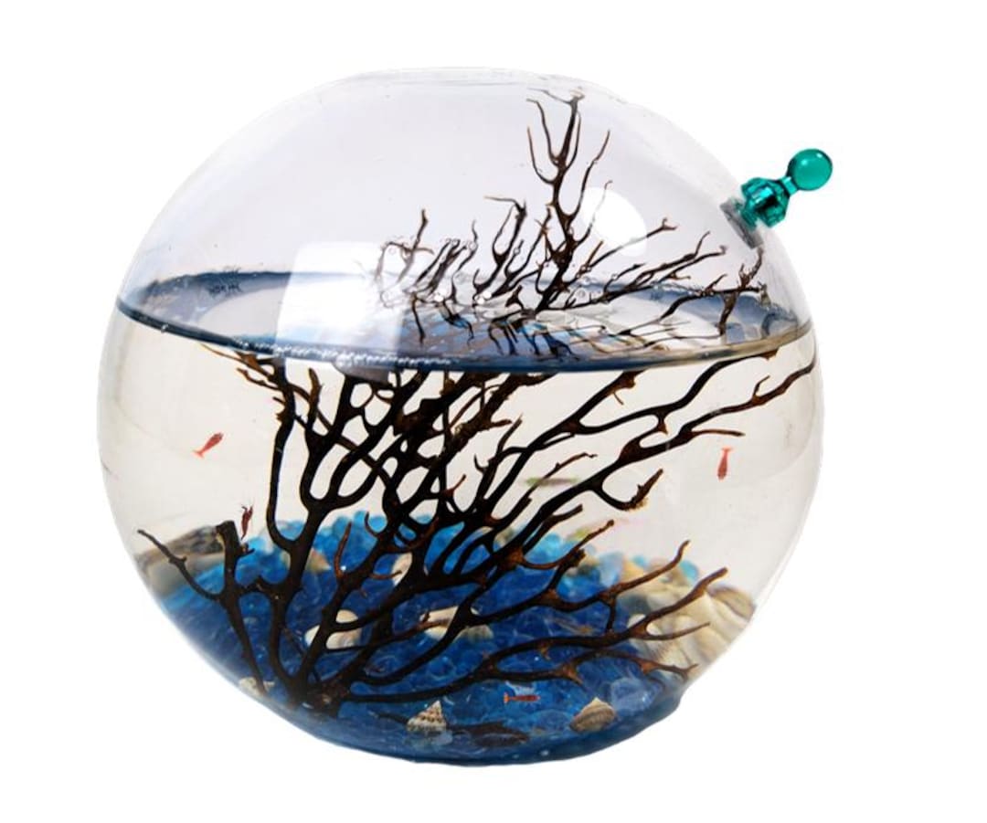 Large Shrimp Ecosphere - Closed Aquatic Ecosystem (glass, Round, Blue) - Etsy