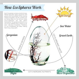 Large Shrimp Ecosphere - Closed Aquatic Ecosystem (glass, Natural ...