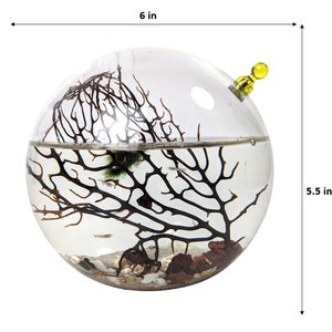 Large Shrimp Ecosphere - Closed Aquatic Ecosystem With Base - Etsy
