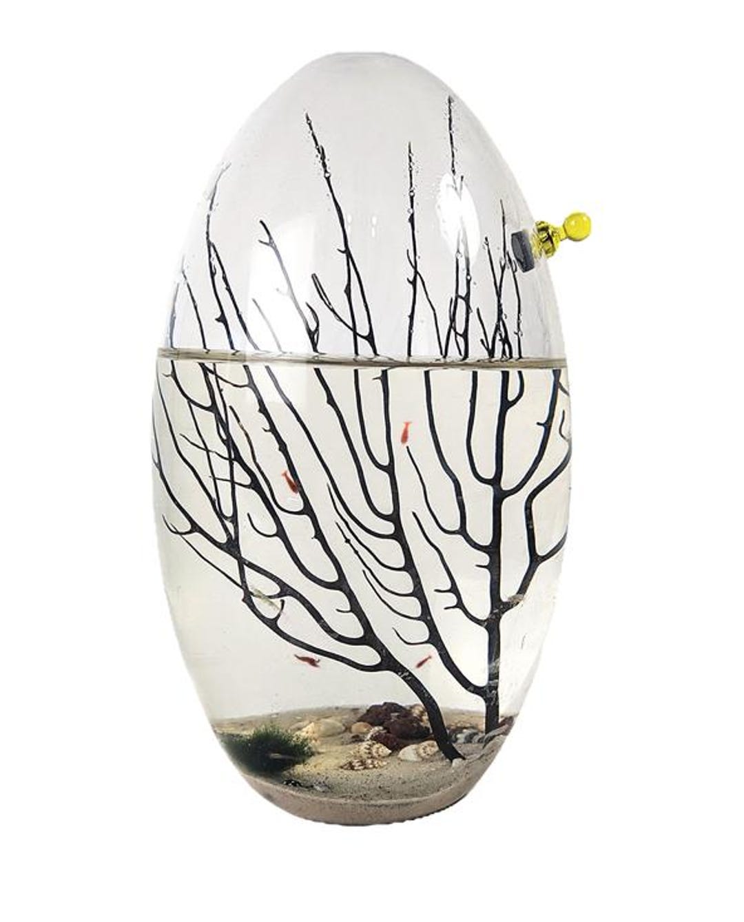 Large Shrimp Ecosphere - Closed Aquatic Ecosystem (glass, Natural ...