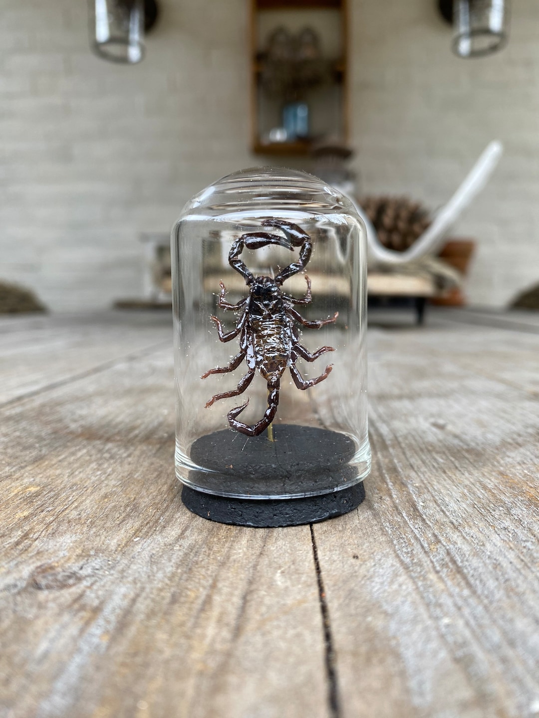 Taxidermy Baby Scorpion in Small Glass Bell Jar - Etsy
