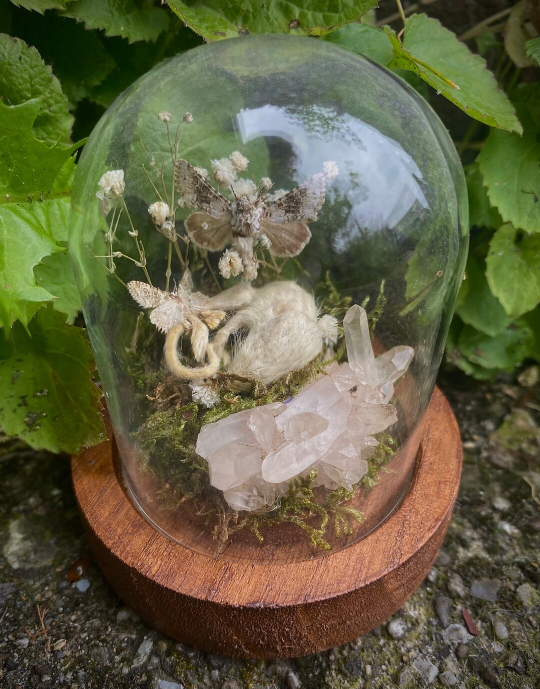 Taxidermy, Mummified Baby Mouse in Glass Dome - Etsy
