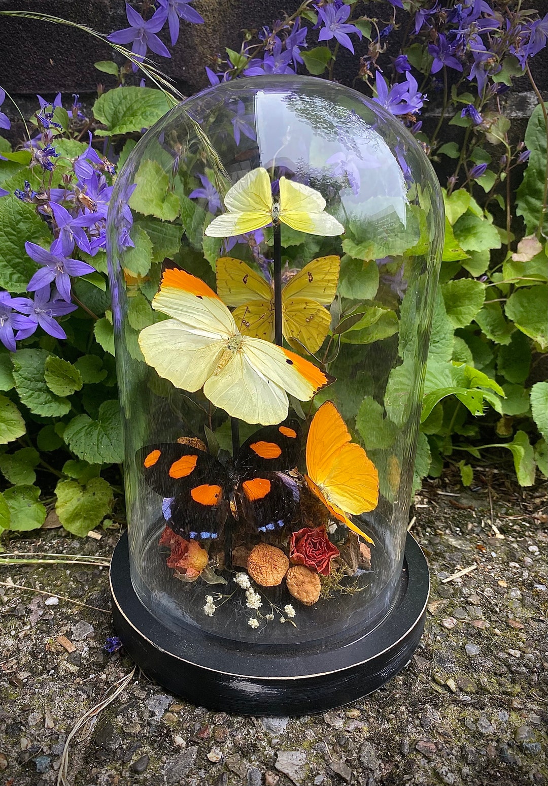 Taxidermy, Butterflies in Glass Dome - Etsy