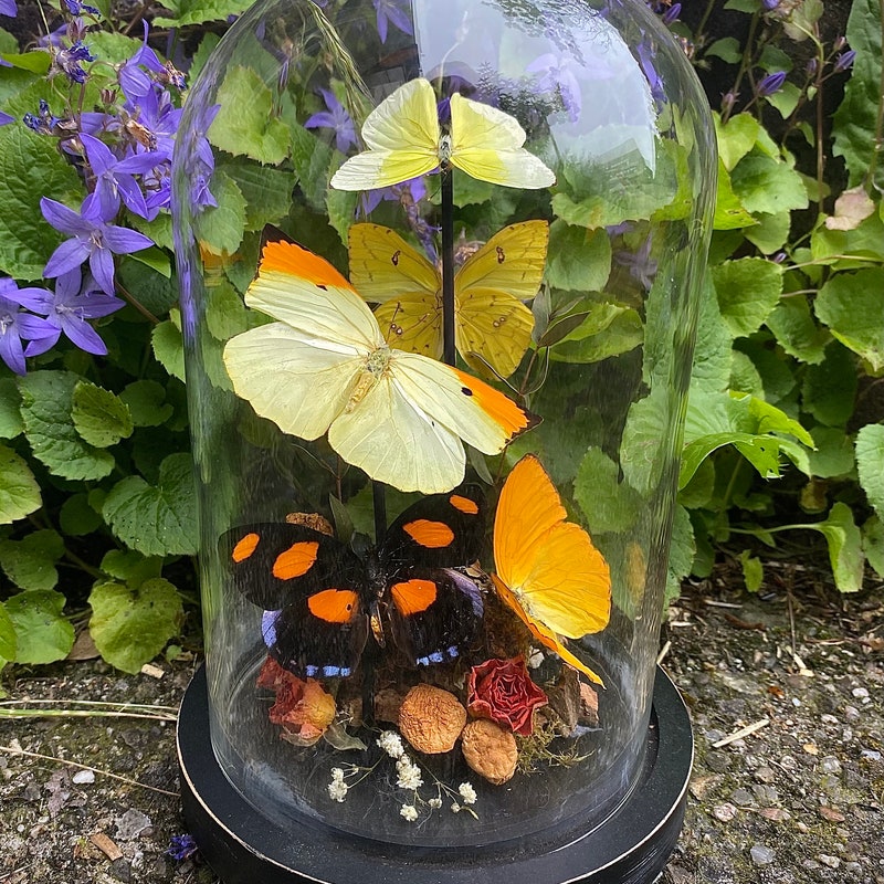 Victorian Butterfly Dome - Etsy