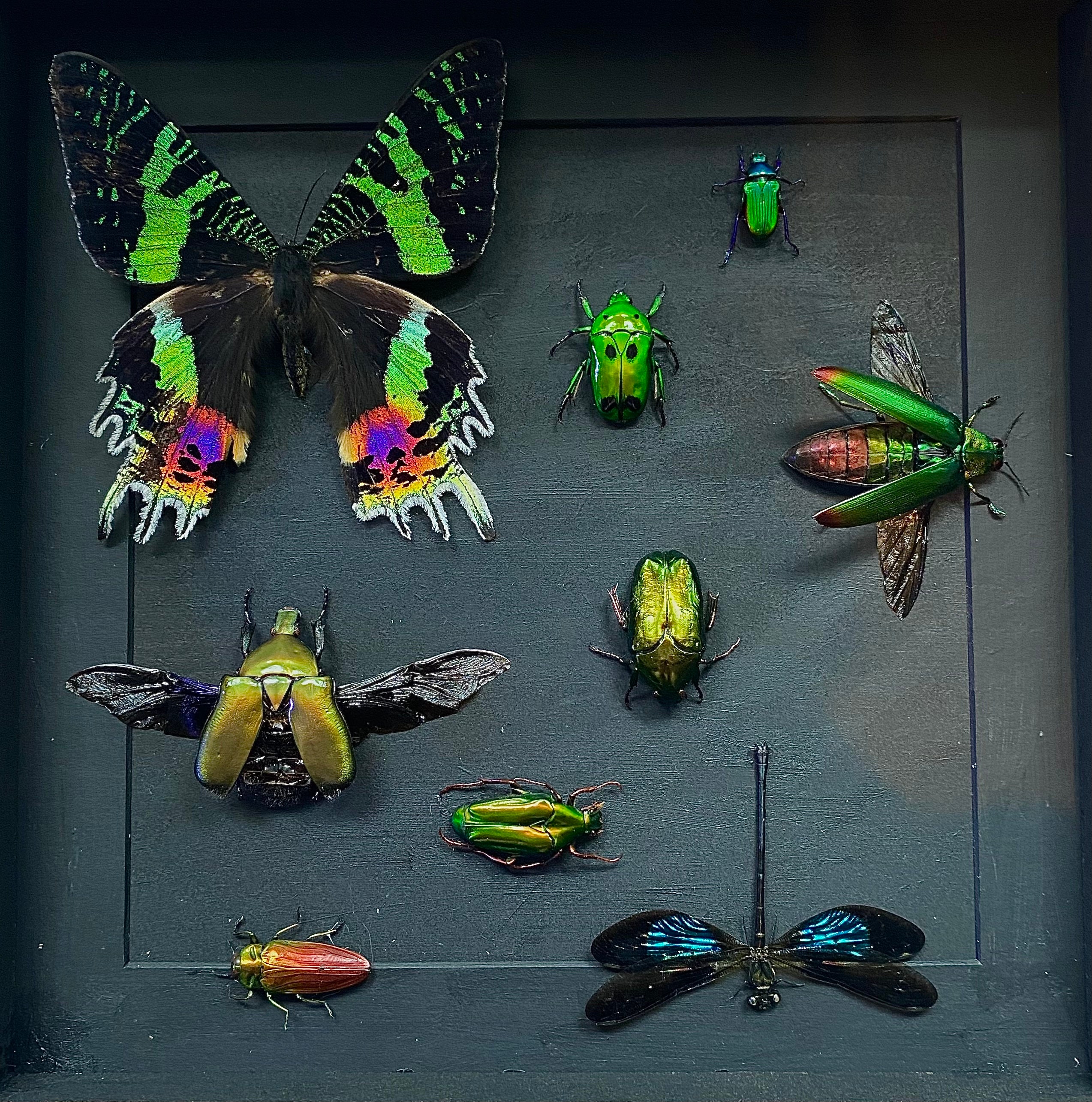 Taxidermy Beetles Butterfly and Damselfly in Frame - Etsy