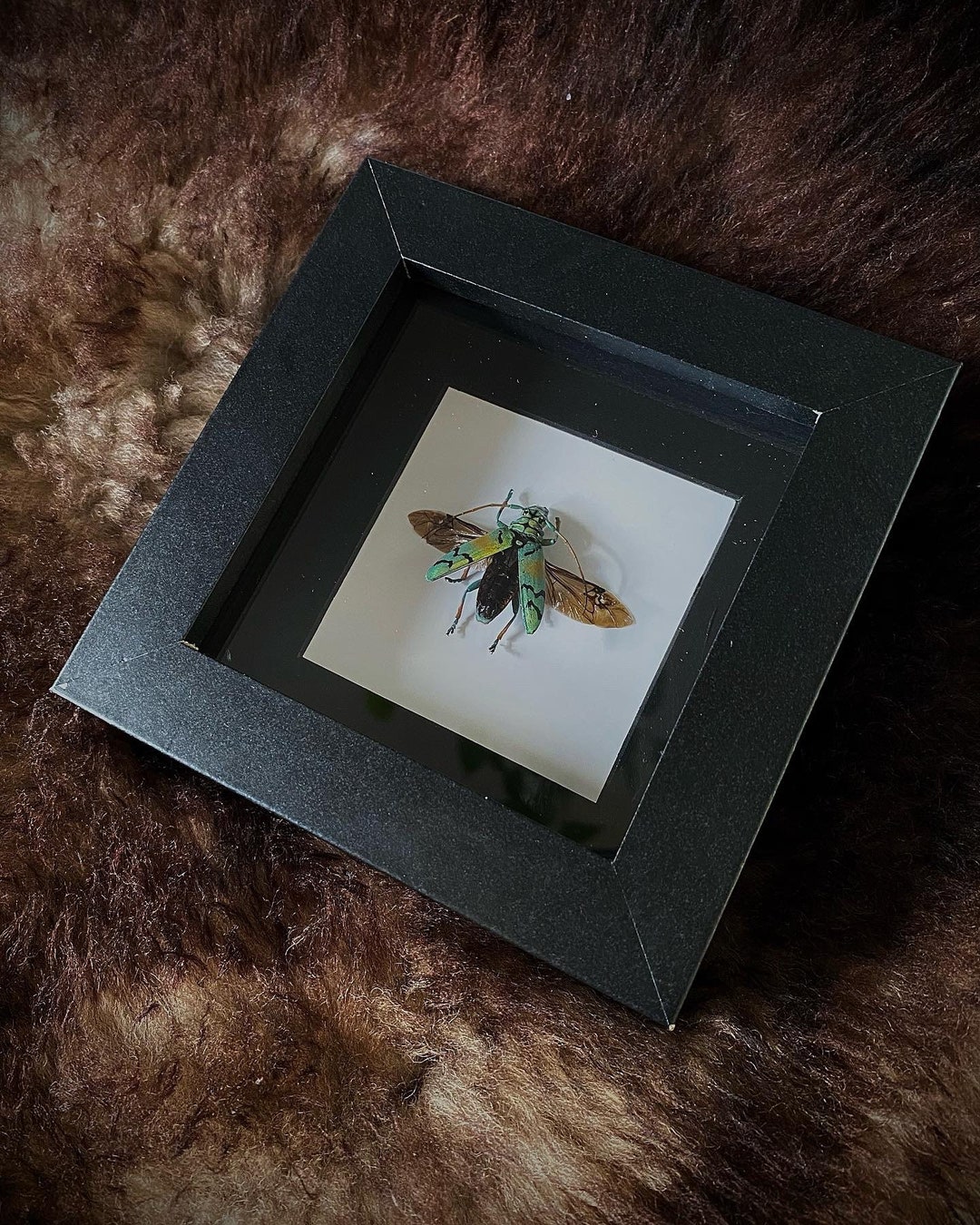 Taxidermy Beetle in Frame - Etsy