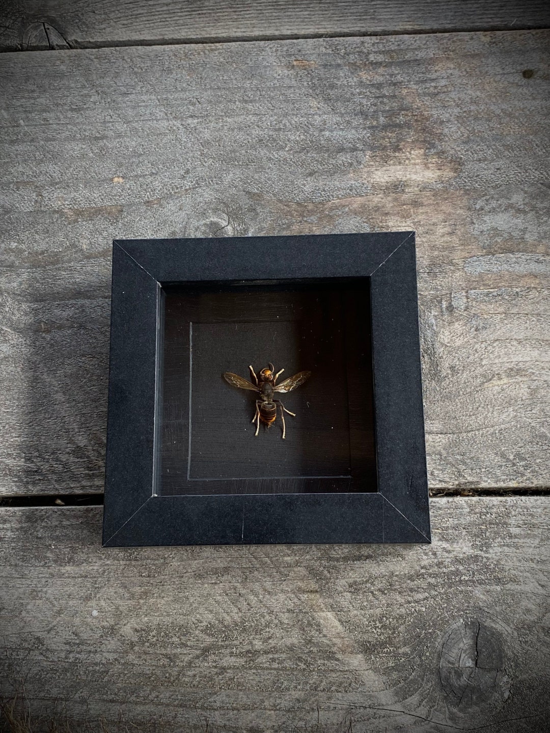 Taxidermy Wasp in Frame - Etsy
