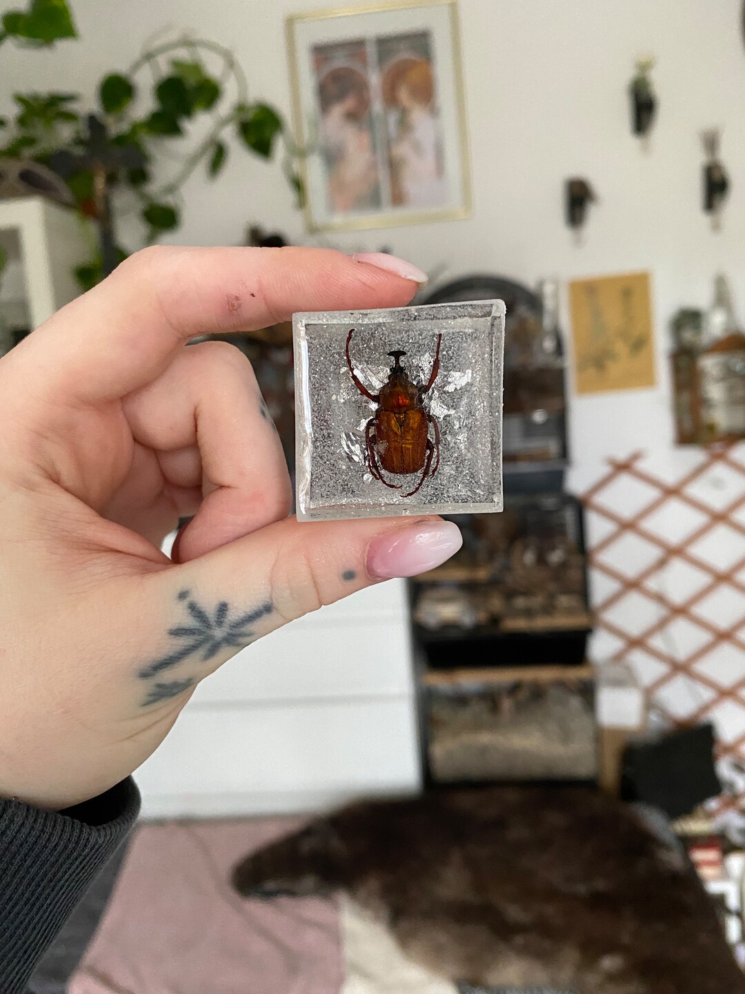 Taxidermy, Beetle in Resin - Etsy