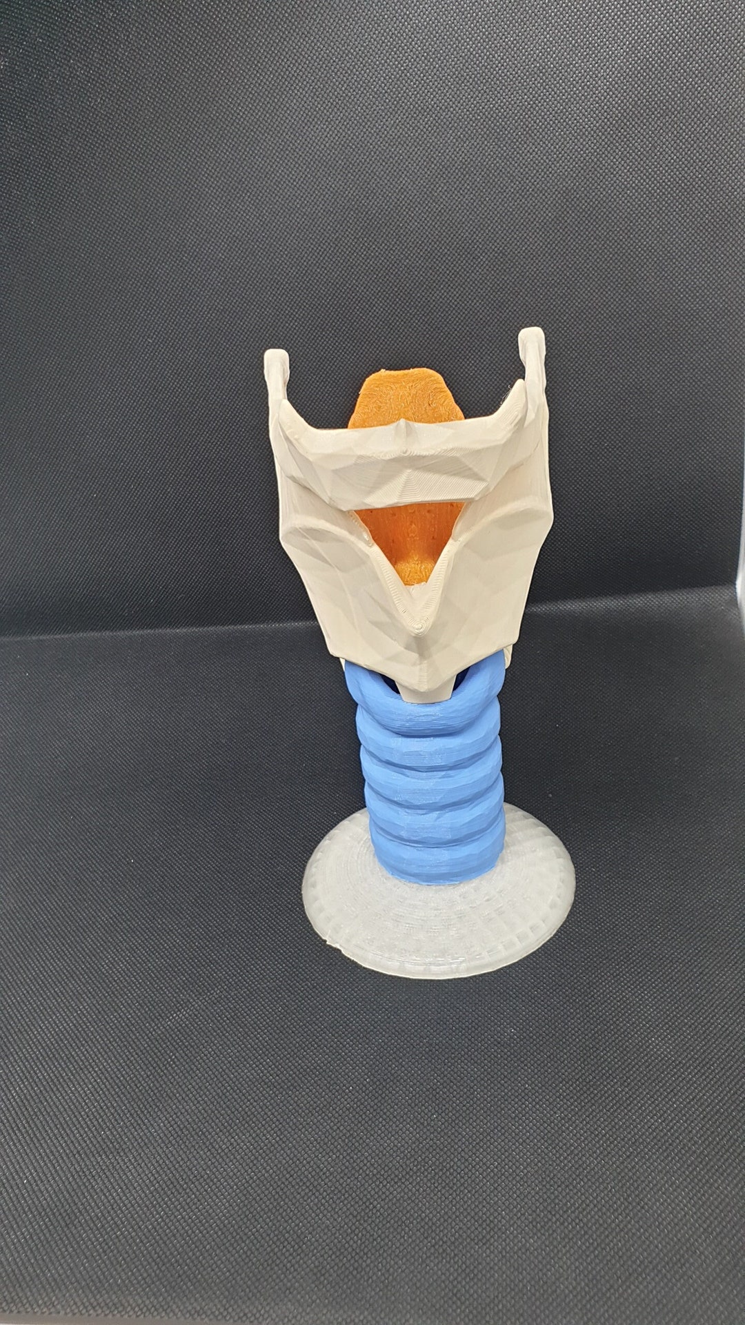 Larynx Functional Anatomical Model, Enlarged 3d Printed 14.5x8x8 Cm - Etsy