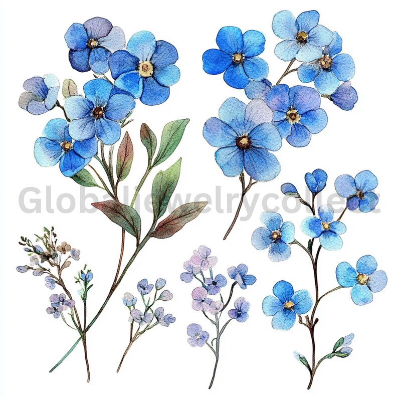 Dried Forget Me Not Clipart, Forget-me-not, Printable Watercolor ...