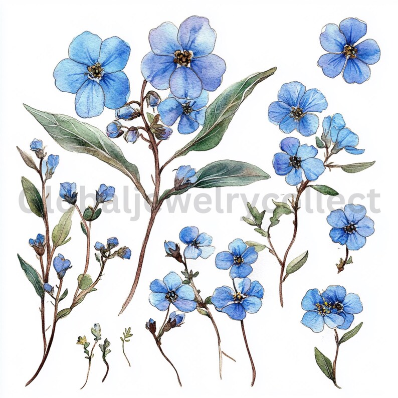 Dried Forget Me Not Clipart, Forget-me-not, Printable Watercolor ...