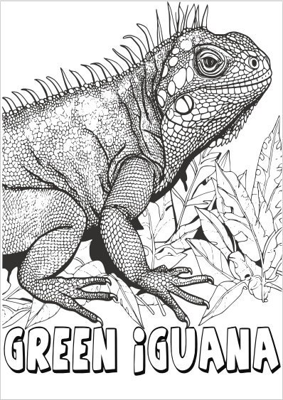 Costa Rica Wildlife Coloring Book - Etsy