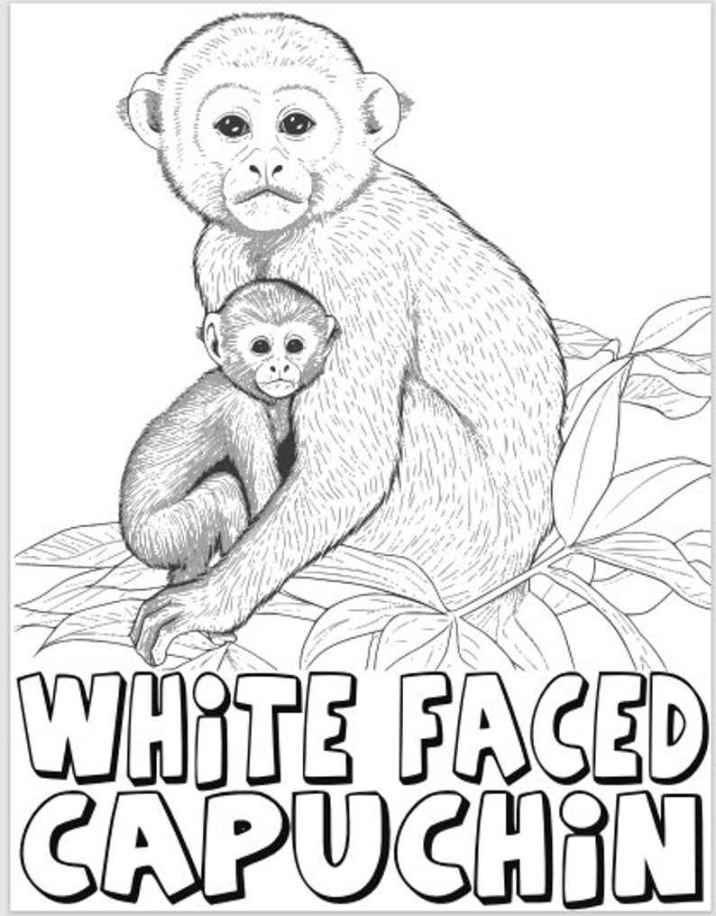 Costa Rica Wildlife Coloring Book - Etsy