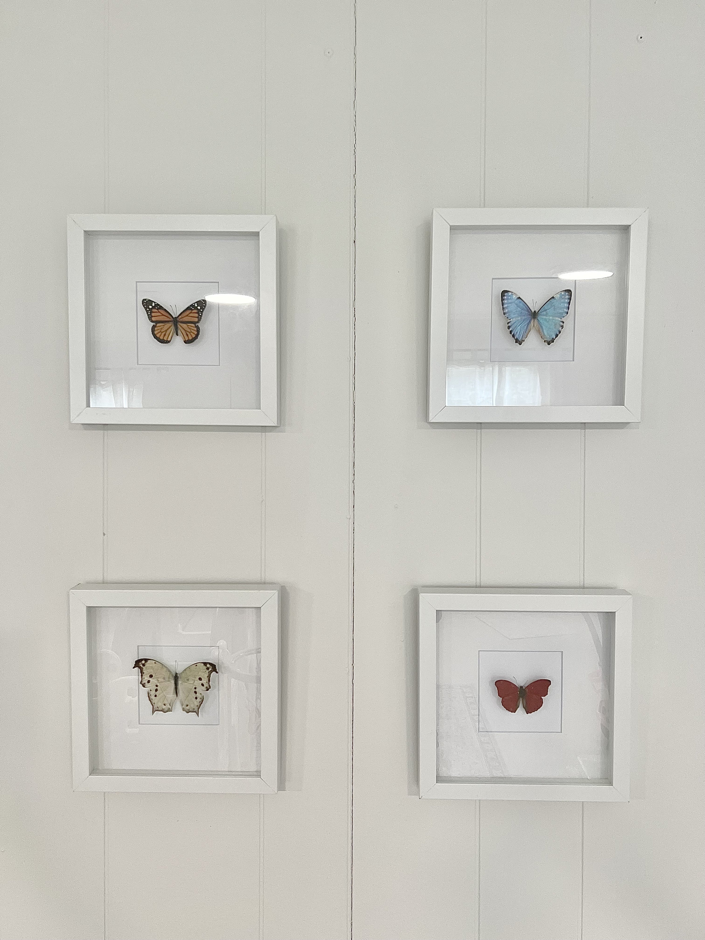 Blood Red Glider Butterfly - Cymothoe Sangaris - Framed Butterfly - 8x8 ...