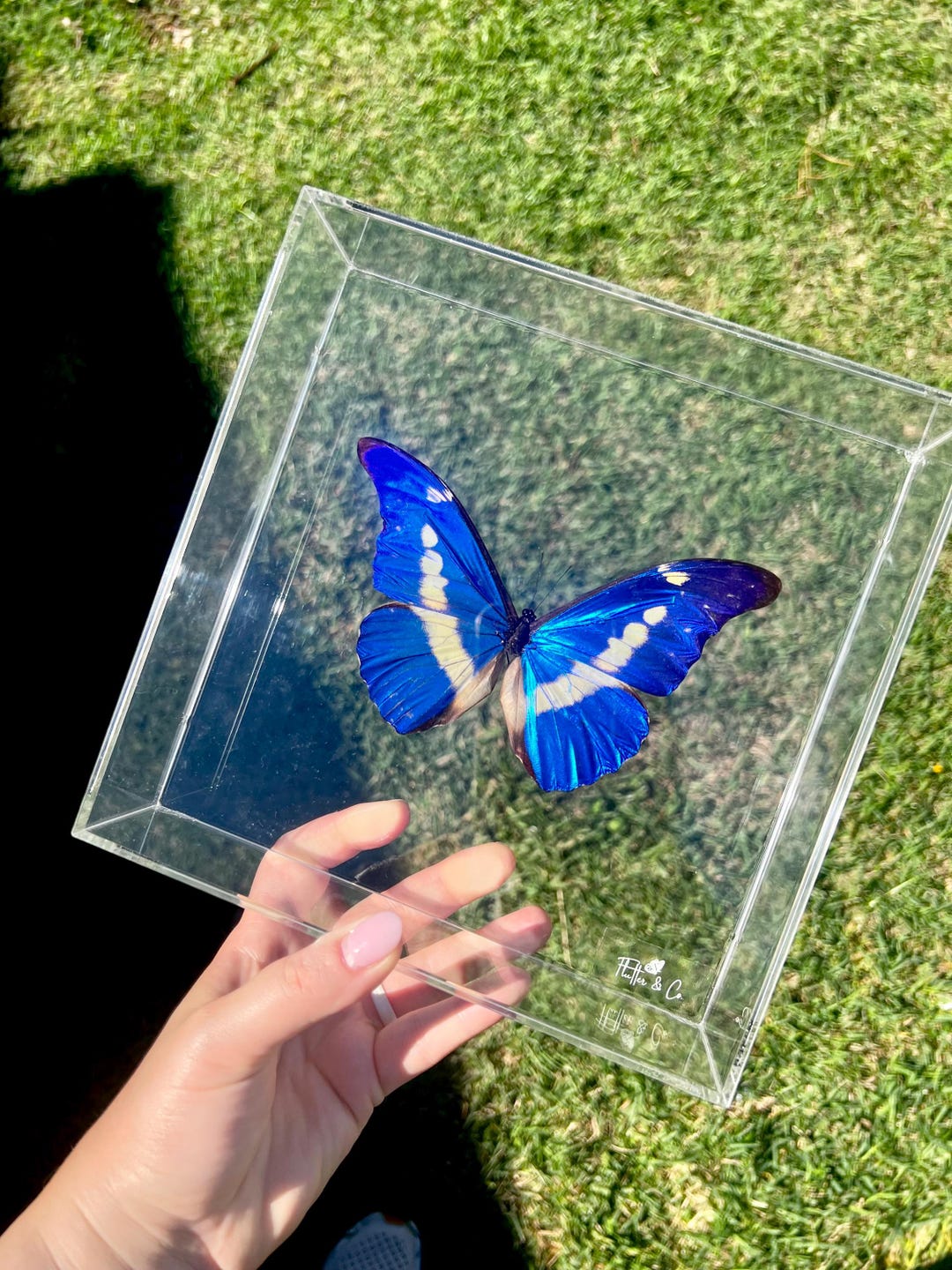 Butterfly Art - Blue Morpho Helena Butterfly - Acrylic Framed Butterfly ...