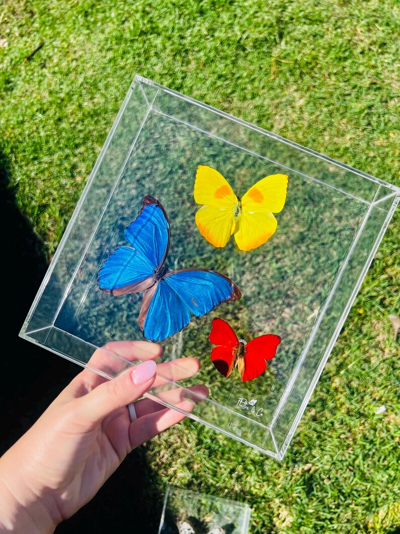 Butterfly Art - Acrylic Framed Butterflies - Primary Color Butterflies ...