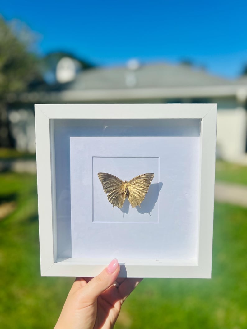 Butterfly Art - Framed Butterflies - Gold Painted Butterflies - Nature ...