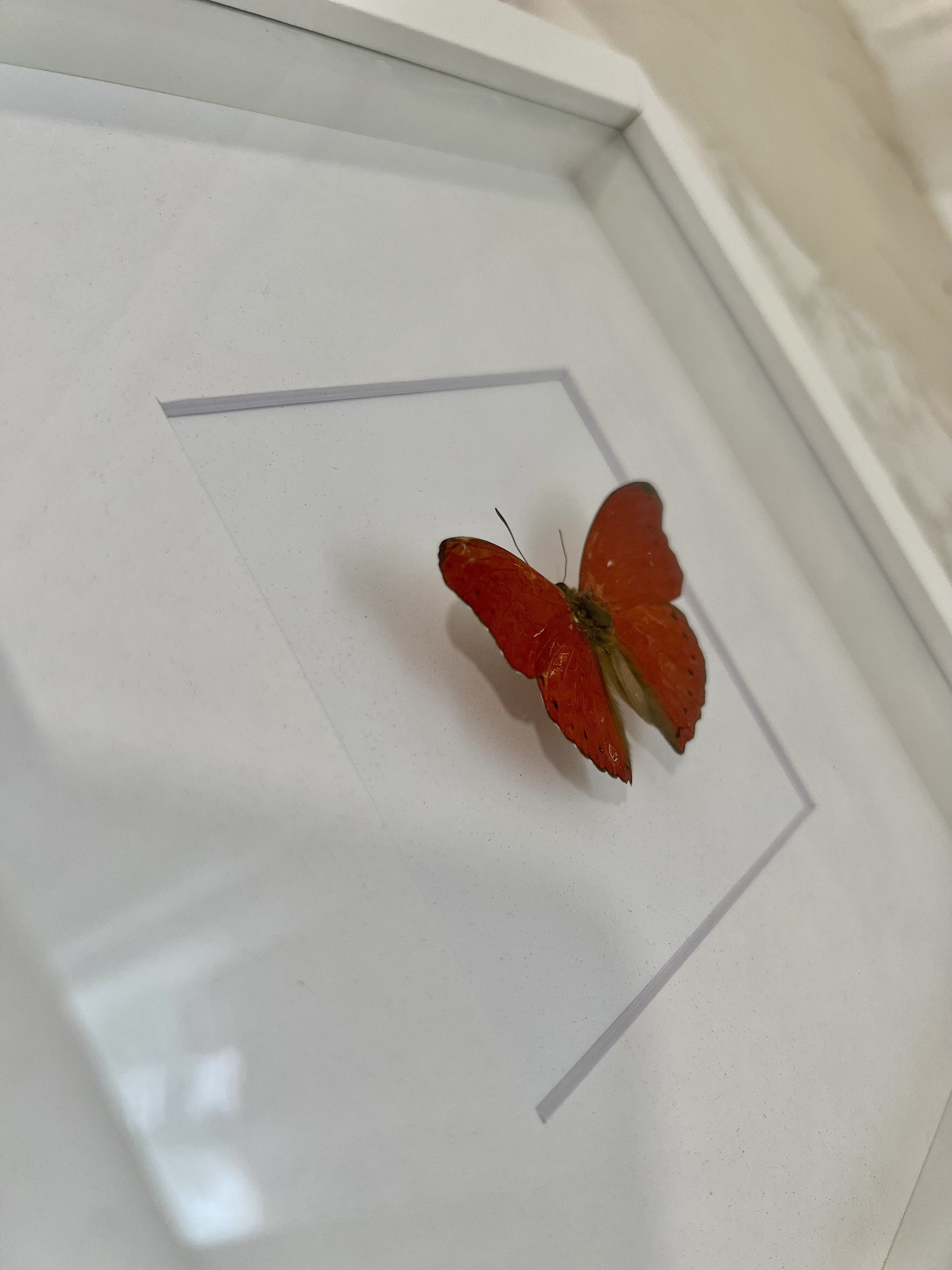 Blood Red Glider Butterfly - Cymothoe Sangaris - Framed Butterfly - 8x8 ...