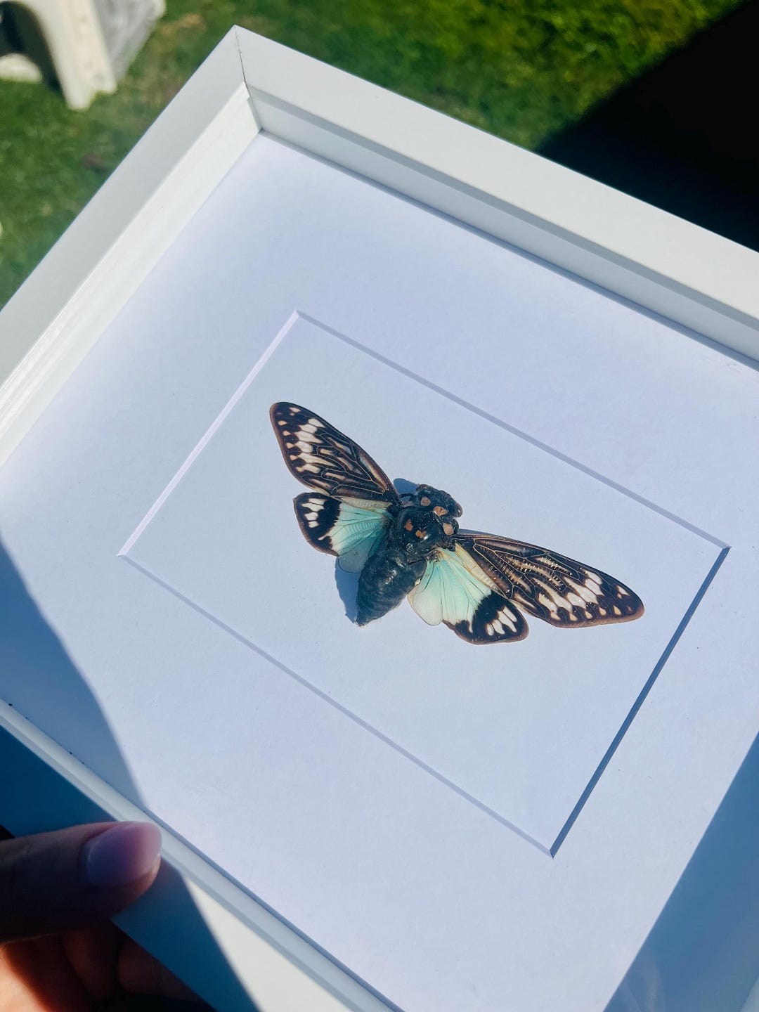 Insect Art - Framed Splendid Cicada - Tosena Splendida - Nature/insect ...