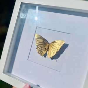 Butterfly Art - Framed Butterflies - Gold Painted Butterflies - Nature ...
