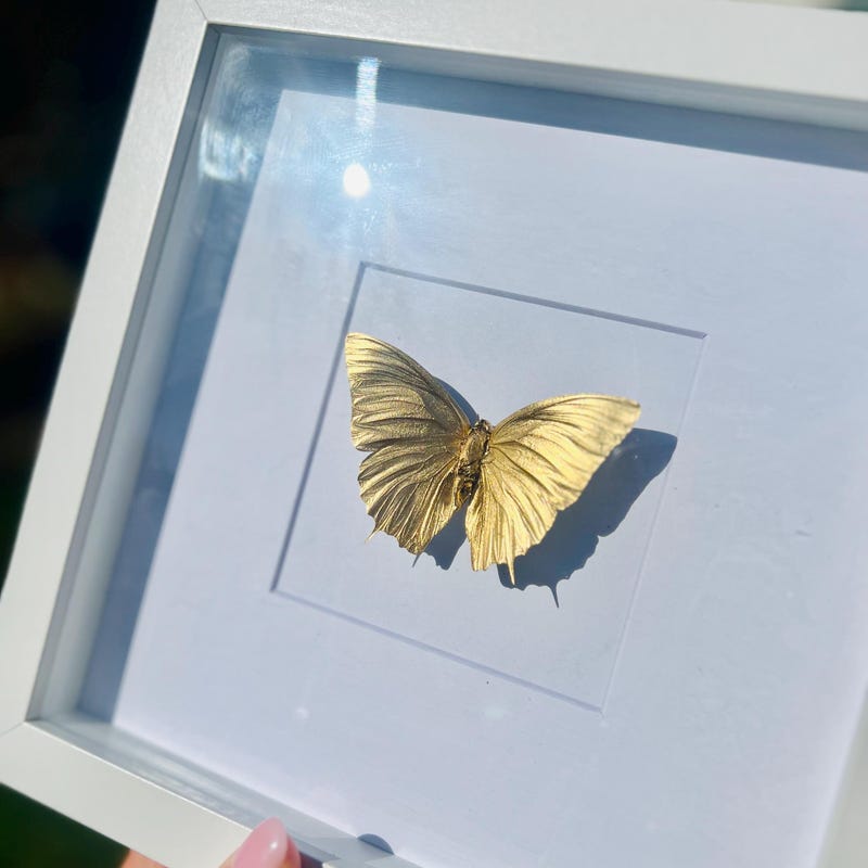 Framed Butterfly - Etsy