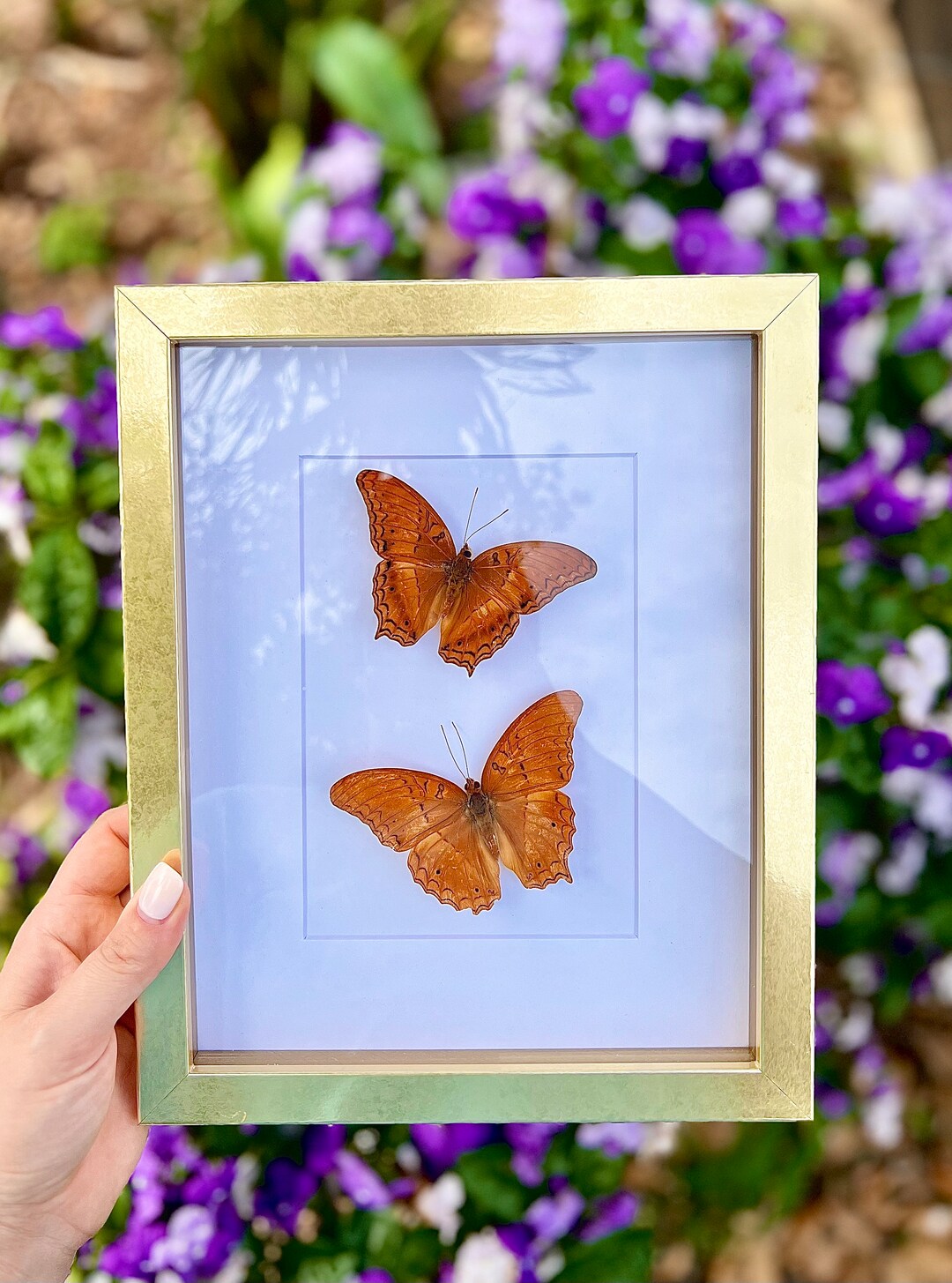 Common Cruiser Butterfly Pair - Vindula Erota - Framed Butterflies ...