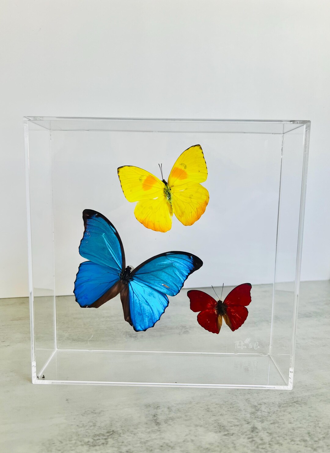 Butterfly Art - Acrylic Framed Butterflies - Primary Color Butterflies ...