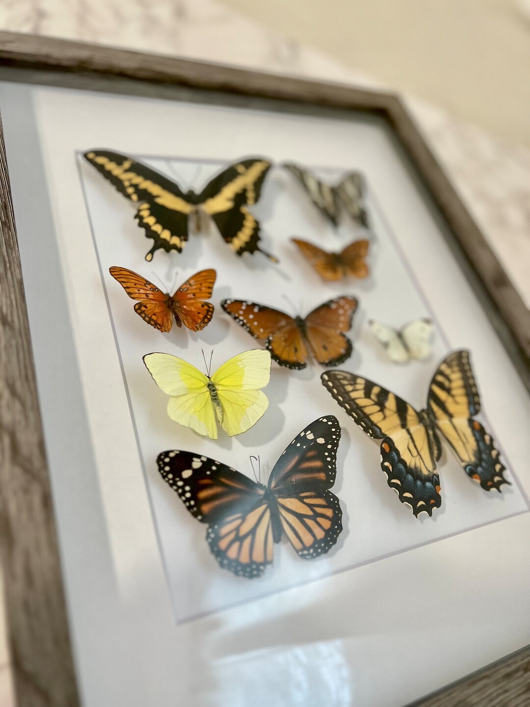 Framed Butterflies North American Butterflies 11x14 Frame Nature ...