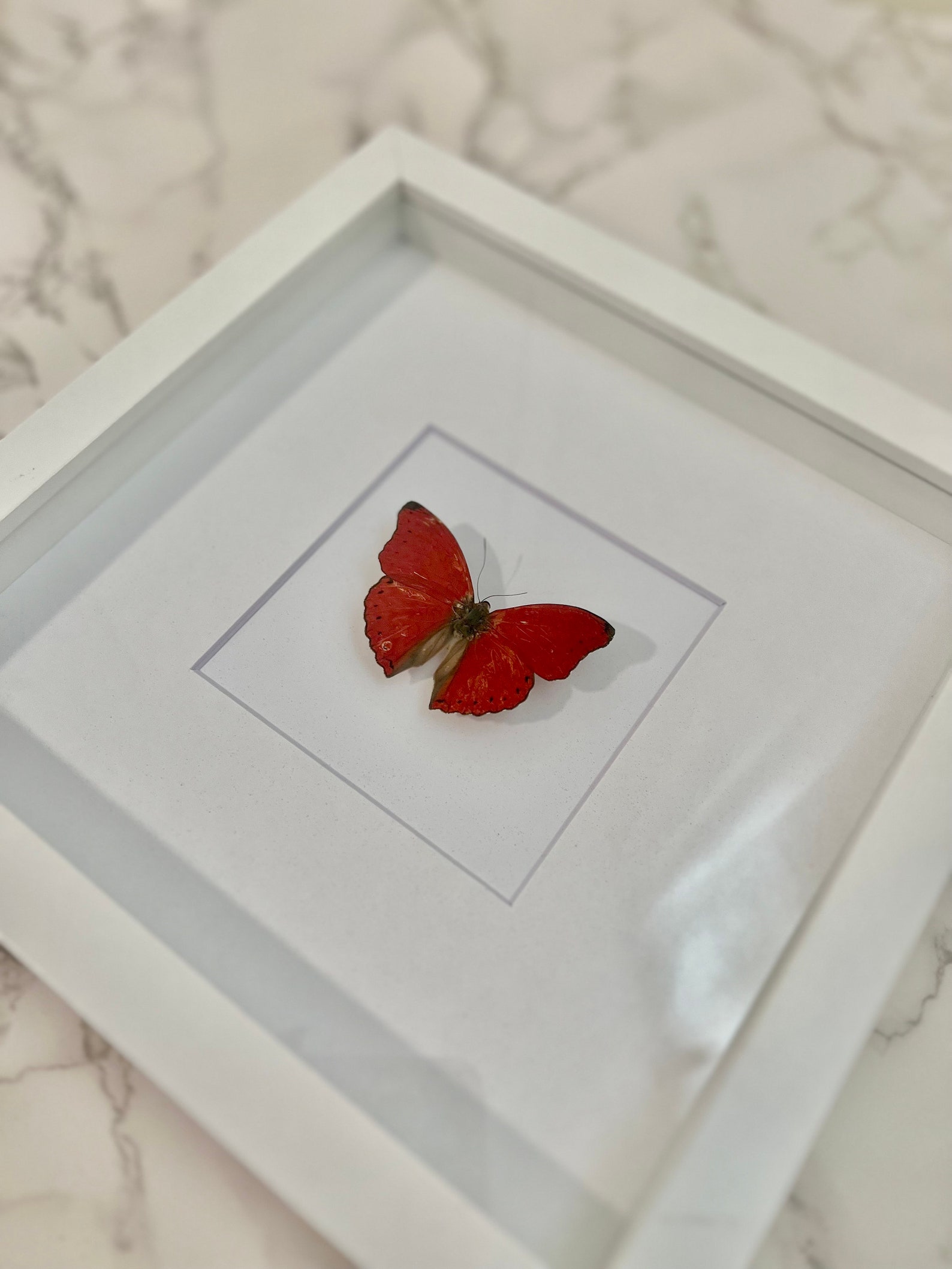Blood Red Glider Butterfly - Cymothoe Sangaris - Framed Butterfly - 8x8 ...