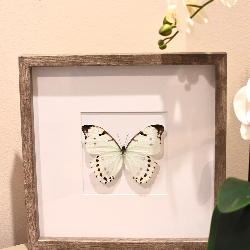 Real Butterfly Framed - Etsy