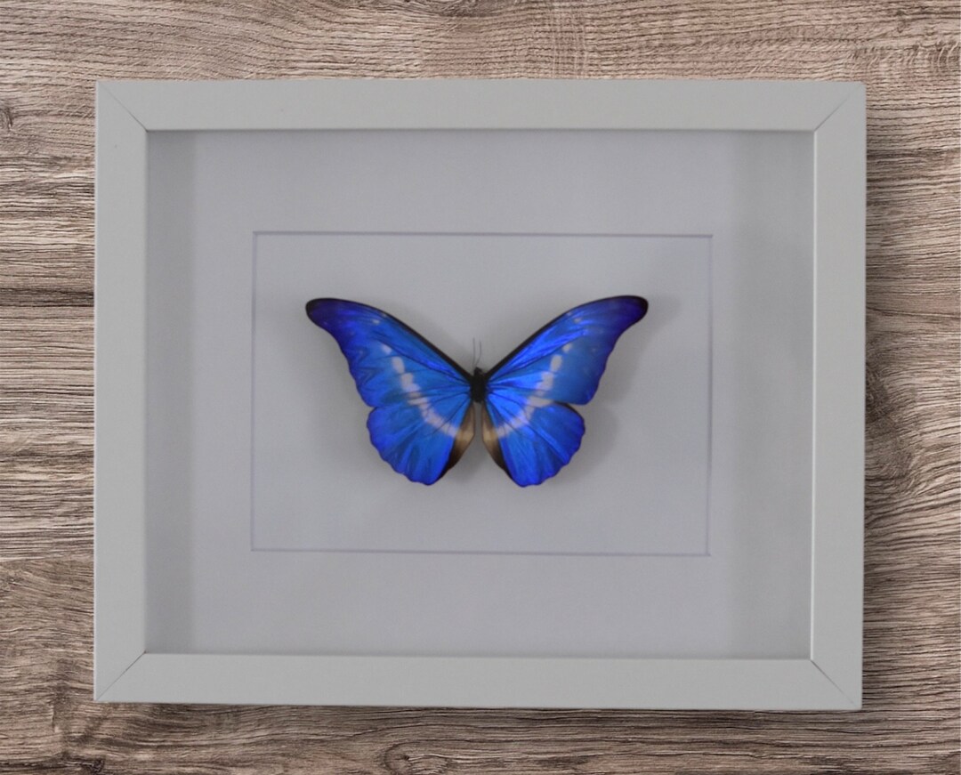 Butterfly Art Blue Morpho Helena Butterfly Framed Butterfly Nature ...