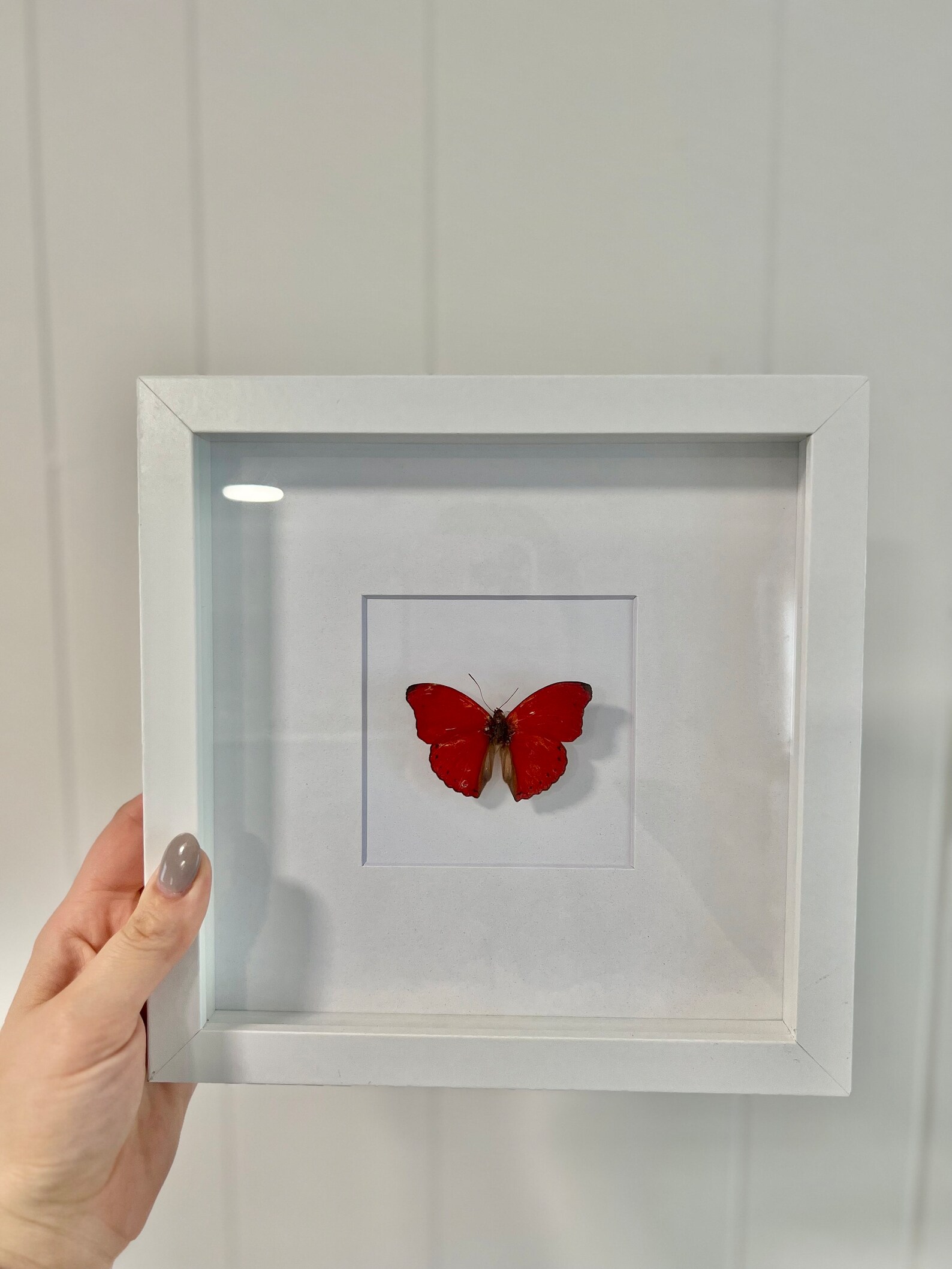 Blood Red Glider Butterfly - Cymothoe Sangaris - Framed Butterfly - 8x8 ...