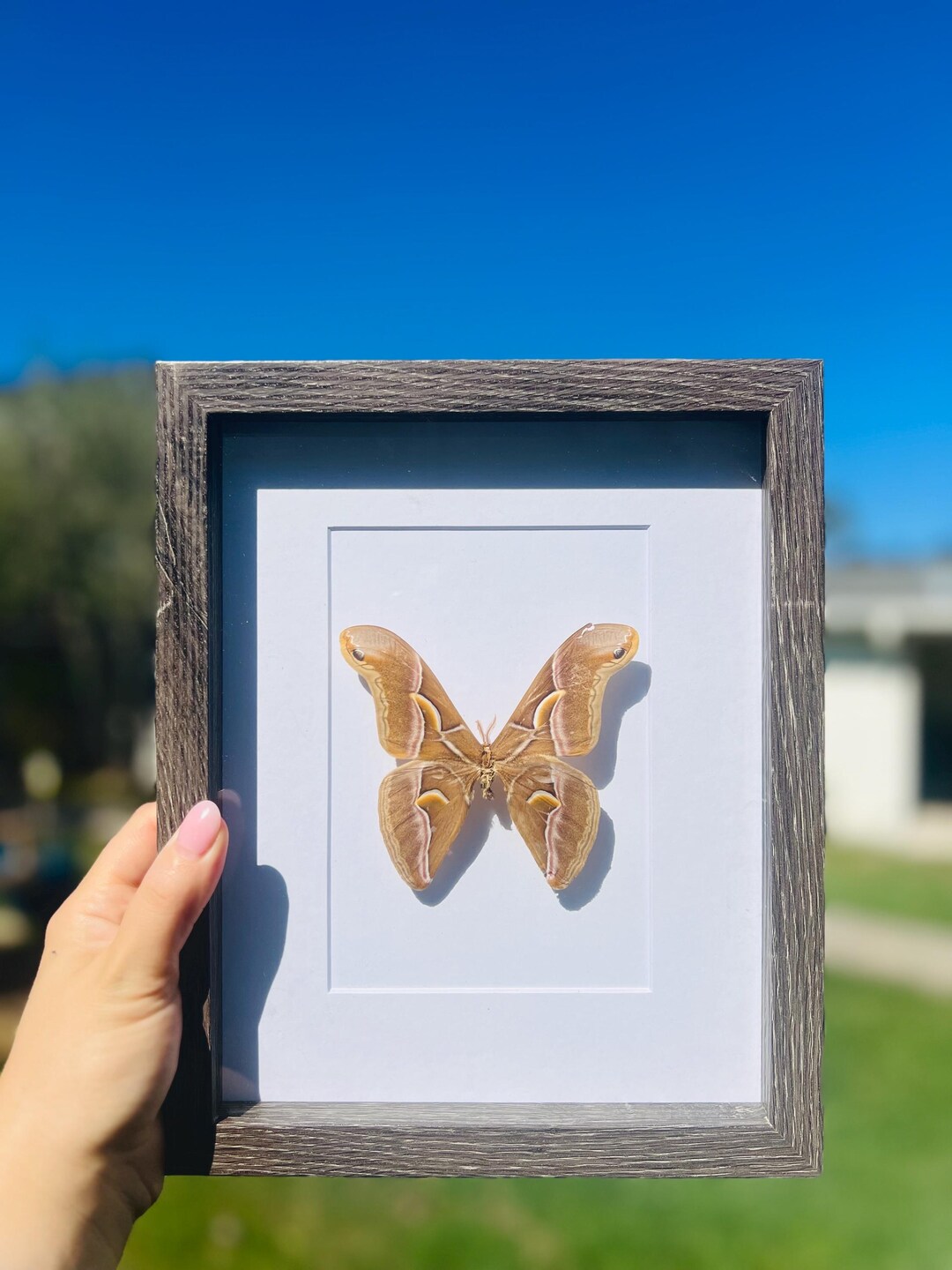Butterfly/moth Art - Framed Ailanthus Silkmoth - Samia Cynthia - Nature ...