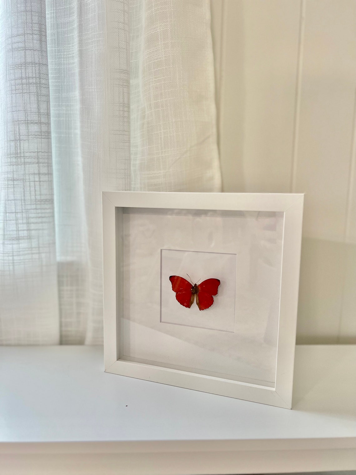 Blood Red Glider Butterfly - Cymothoe Sangaris - Framed Butterfly - 8x8 ...