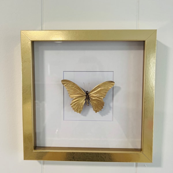 Real Butterfly Framed - Etsy