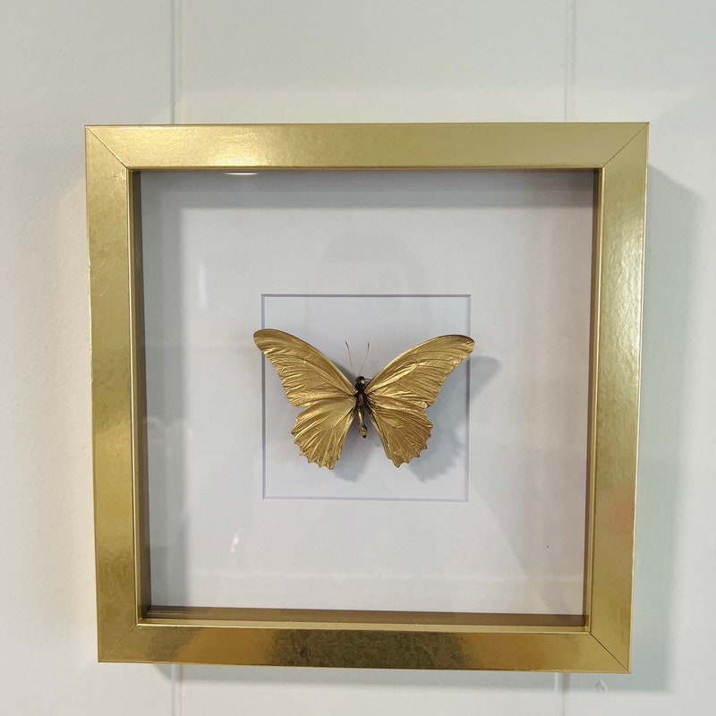 Framed Butterfly - Etsy