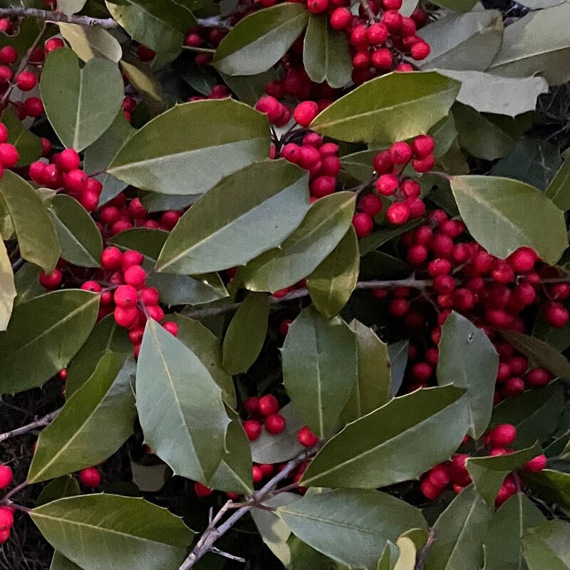 Fresh Holly Branches - Etsy