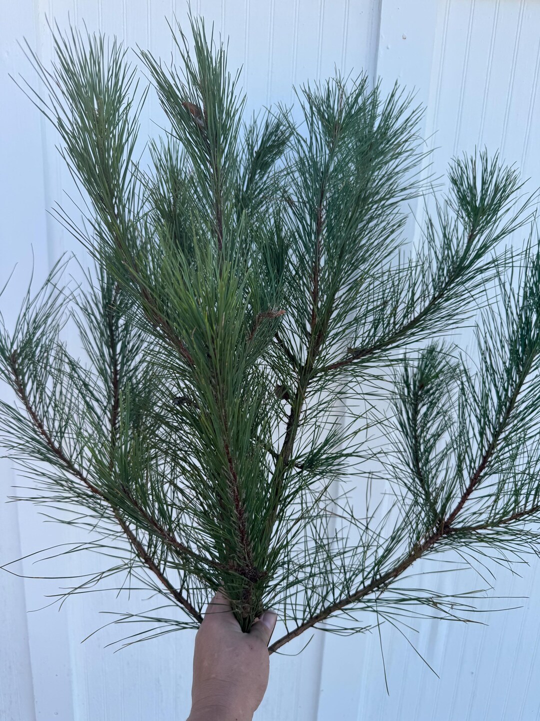 Live Pine Tree Branches: Fresh Cut Greenery (shoebox Size) - Etsy