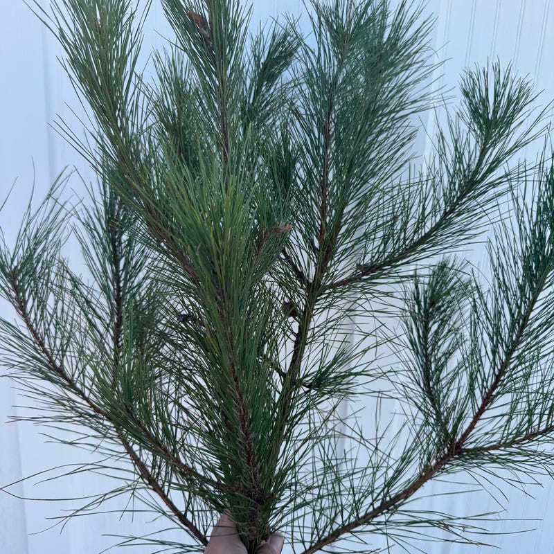 Fresh Real Pine Branches - Etsy