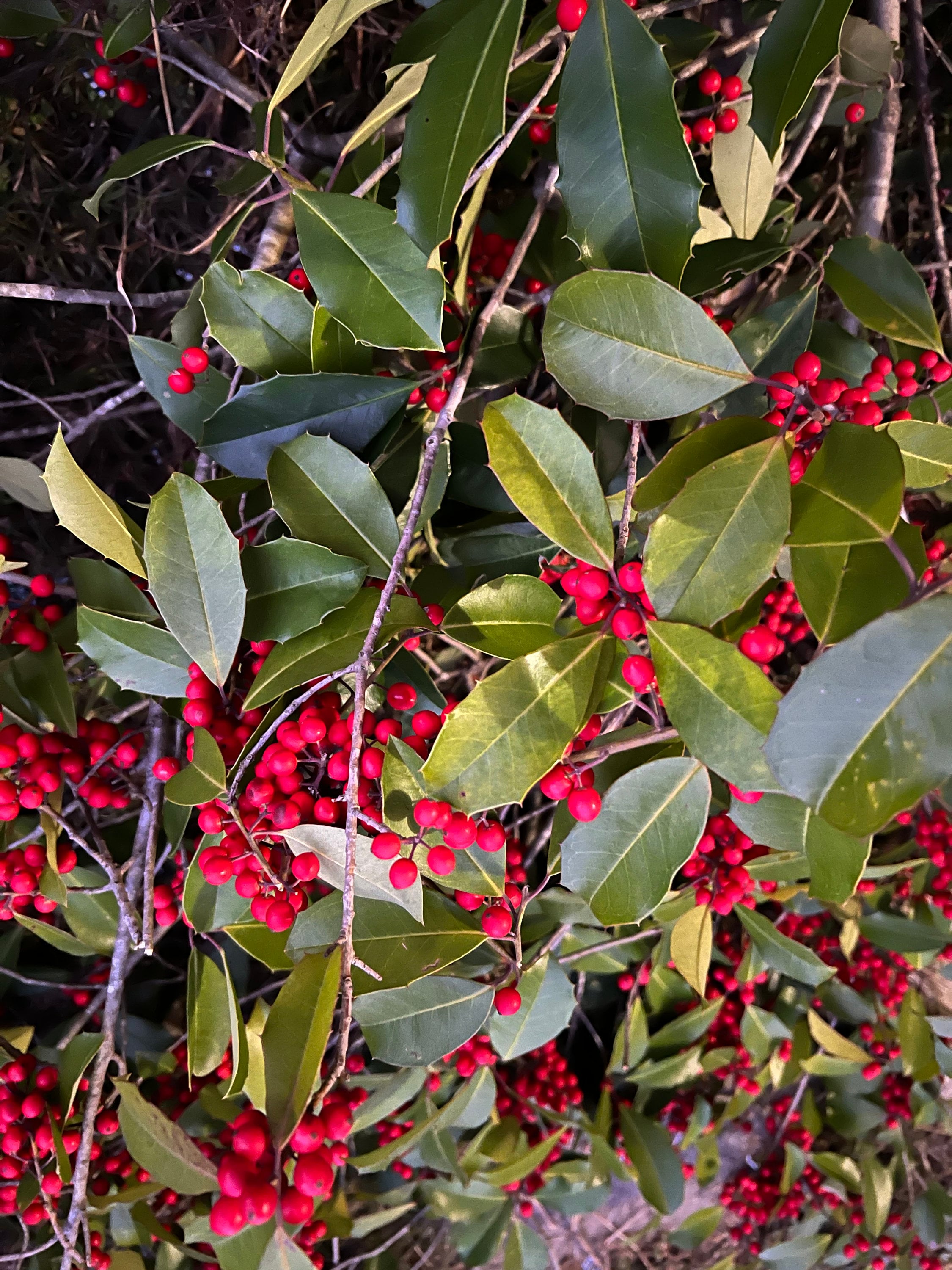Fresh Holly Tree Branches: Berries & Supple Leaves (medium Box) - Etsy