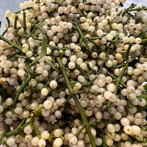 Mistletoe Seeds: White Berries for Growing Mistletoe - Etsy