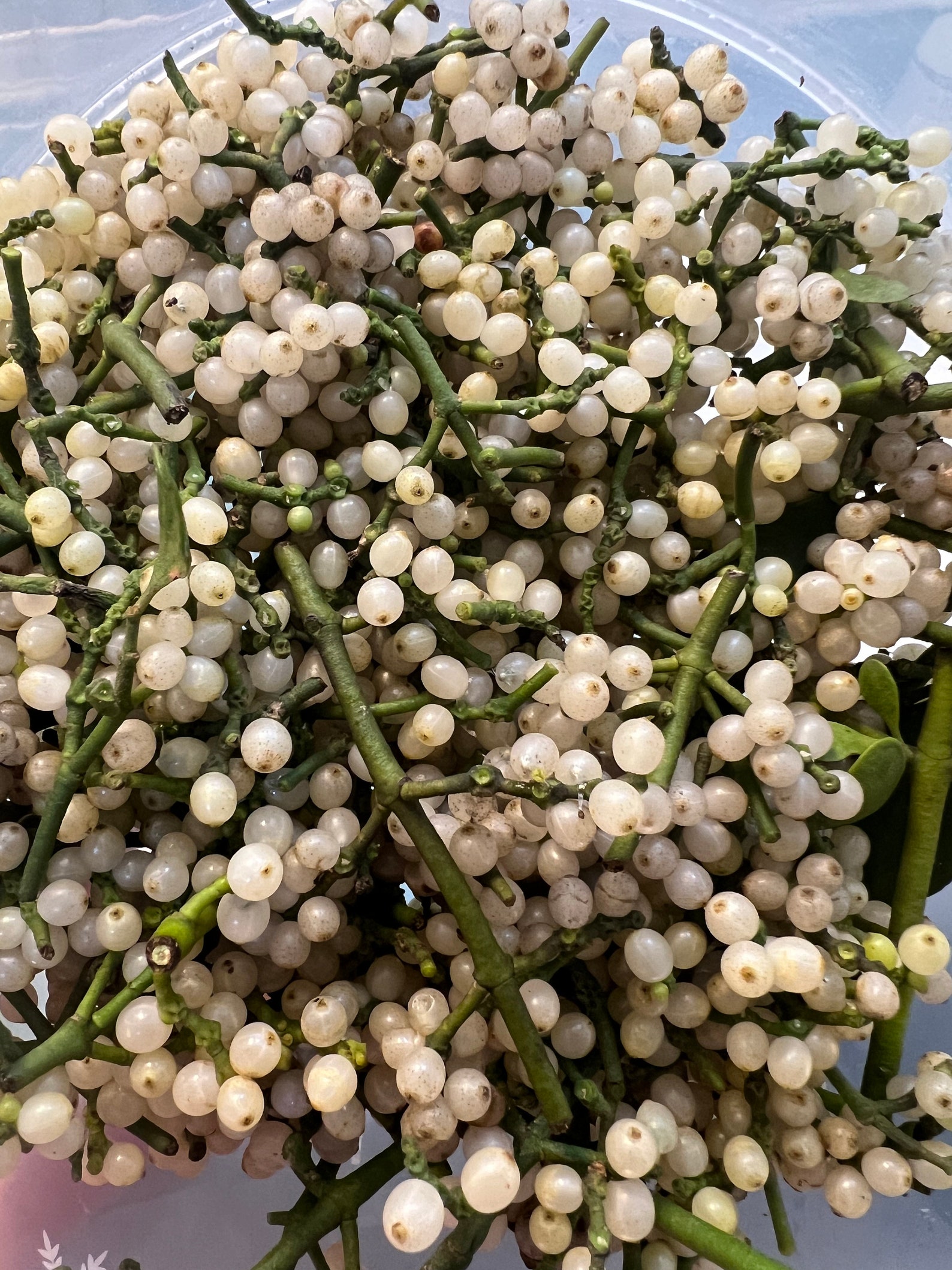 Mistletoe Seeds: White Berries for Growing Mistletoe - Etsy