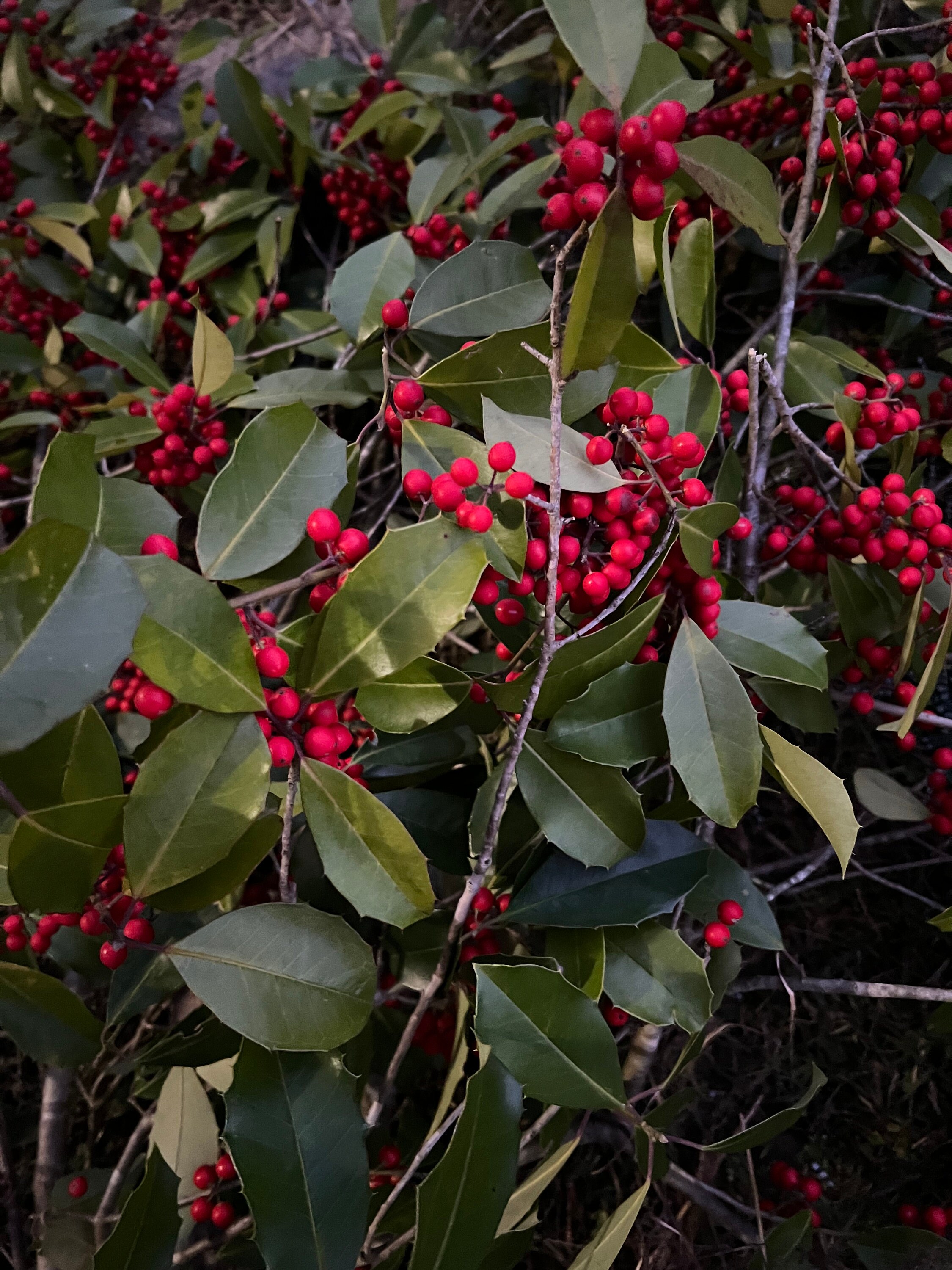 Fresh Holly Tree Branches: Berries & Supple Leaves (medium Box) - Etsy