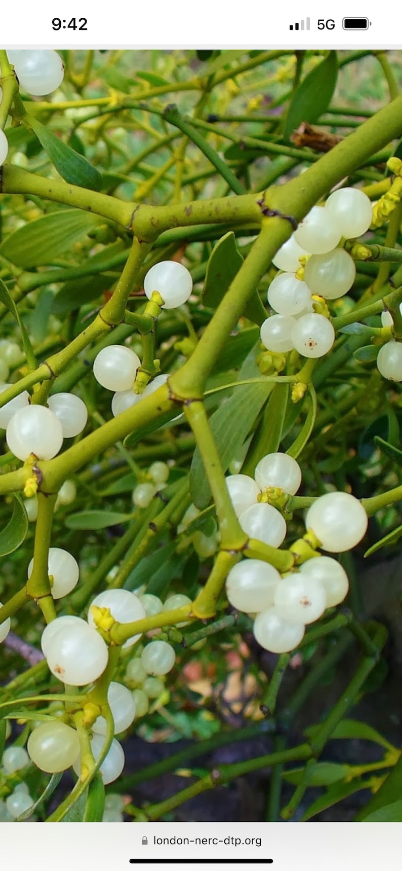 Mistletoe, Large Box of Fresh Mistletoe, Fresh Mistletoe, USPS Large ...