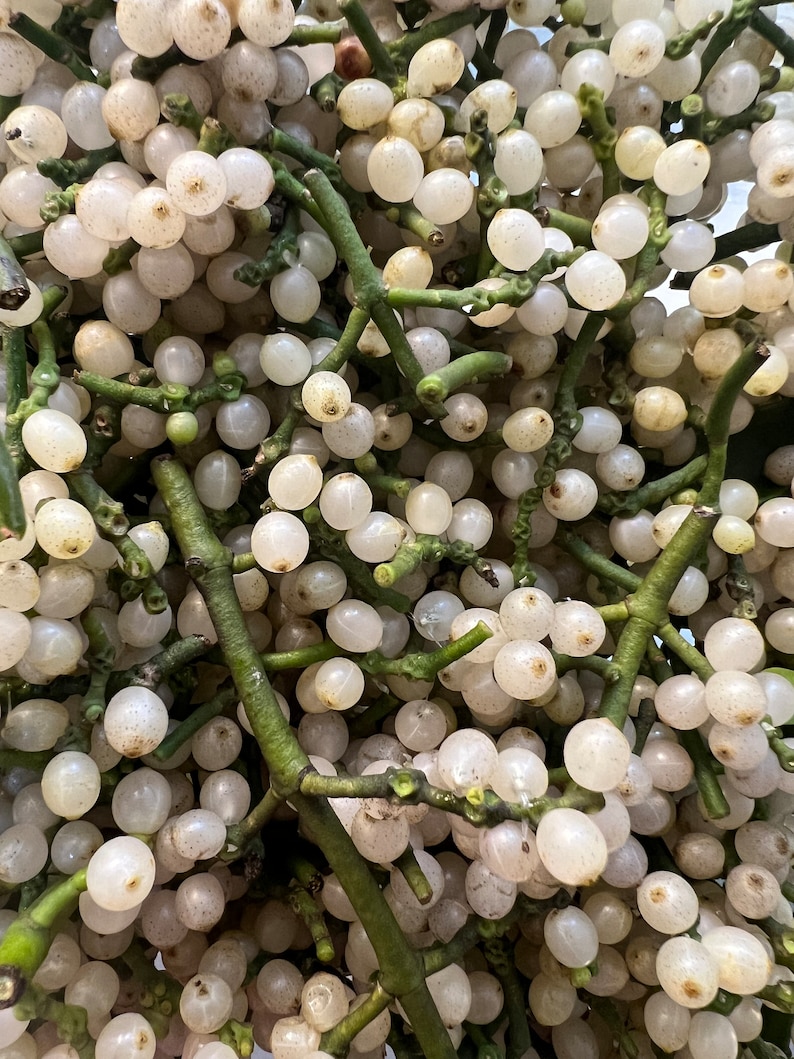 Mistletoe Seeds: White Berries for Growing Mistletoe - Etsy